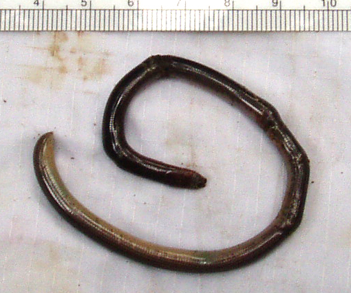 Jackson et al. 2007